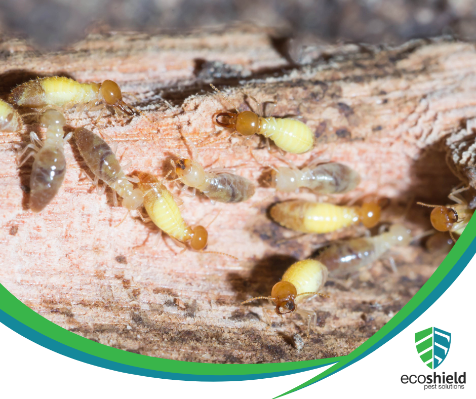 Termite Prevention for Homeowners: When Do You Need the Pros?